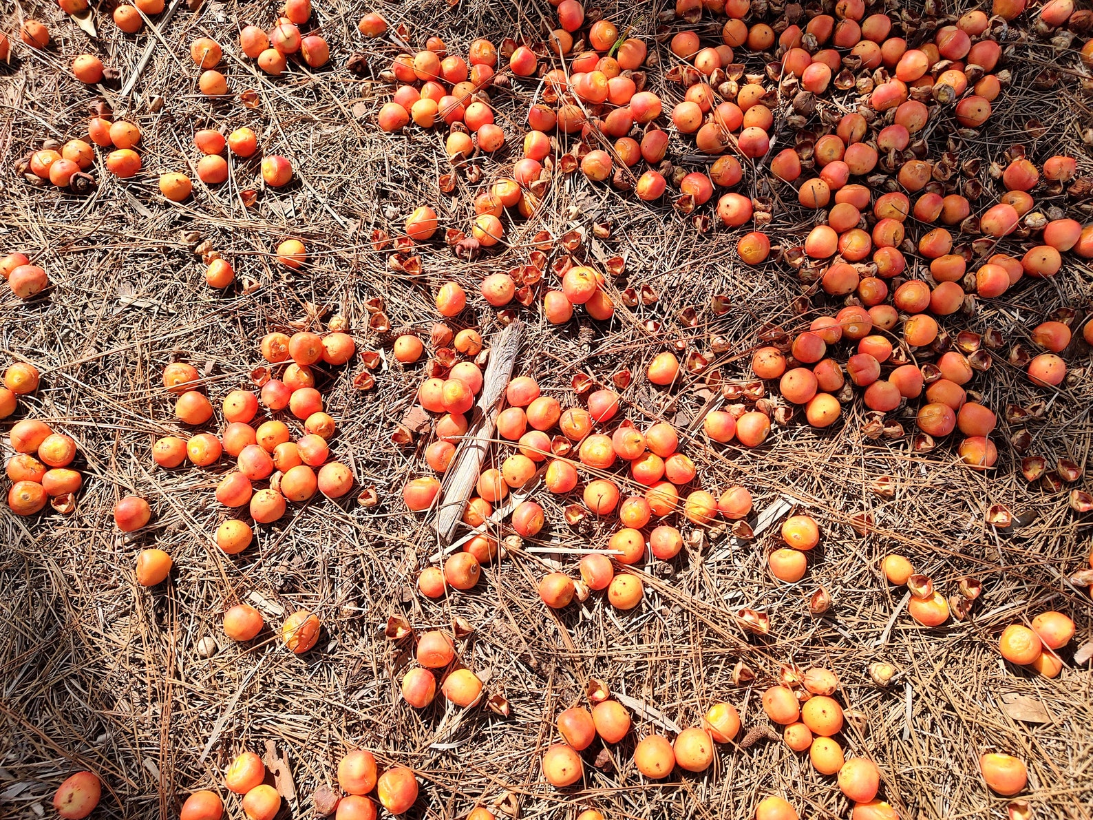 30 Seeds Jelly Pindo Palm Date Tree (butia Capitata) 3 Sweet Delicious ...