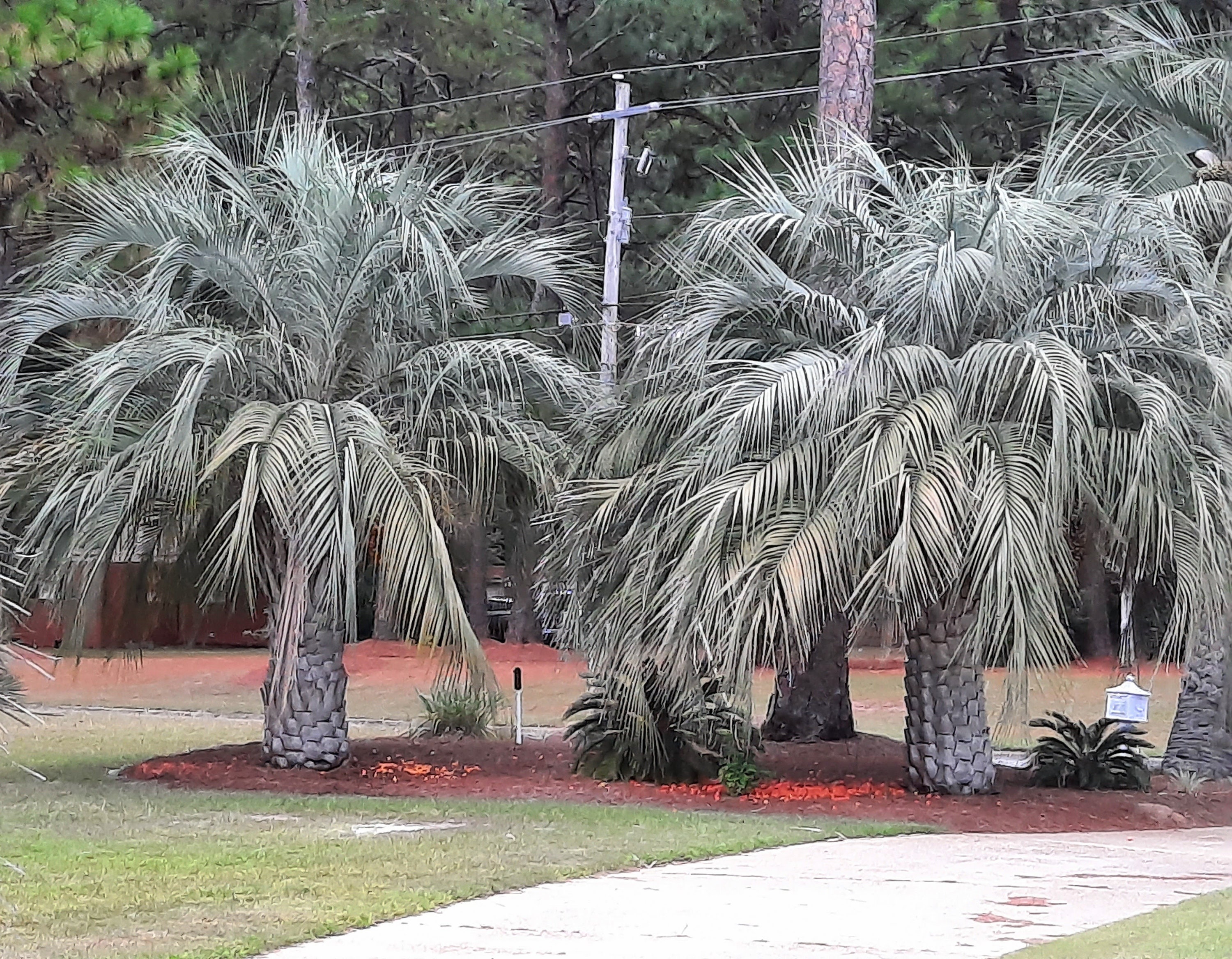 30 Seeds Jelly Pindo Palm Date Tree (butia Capitata) 3 Sweet Delicious ...