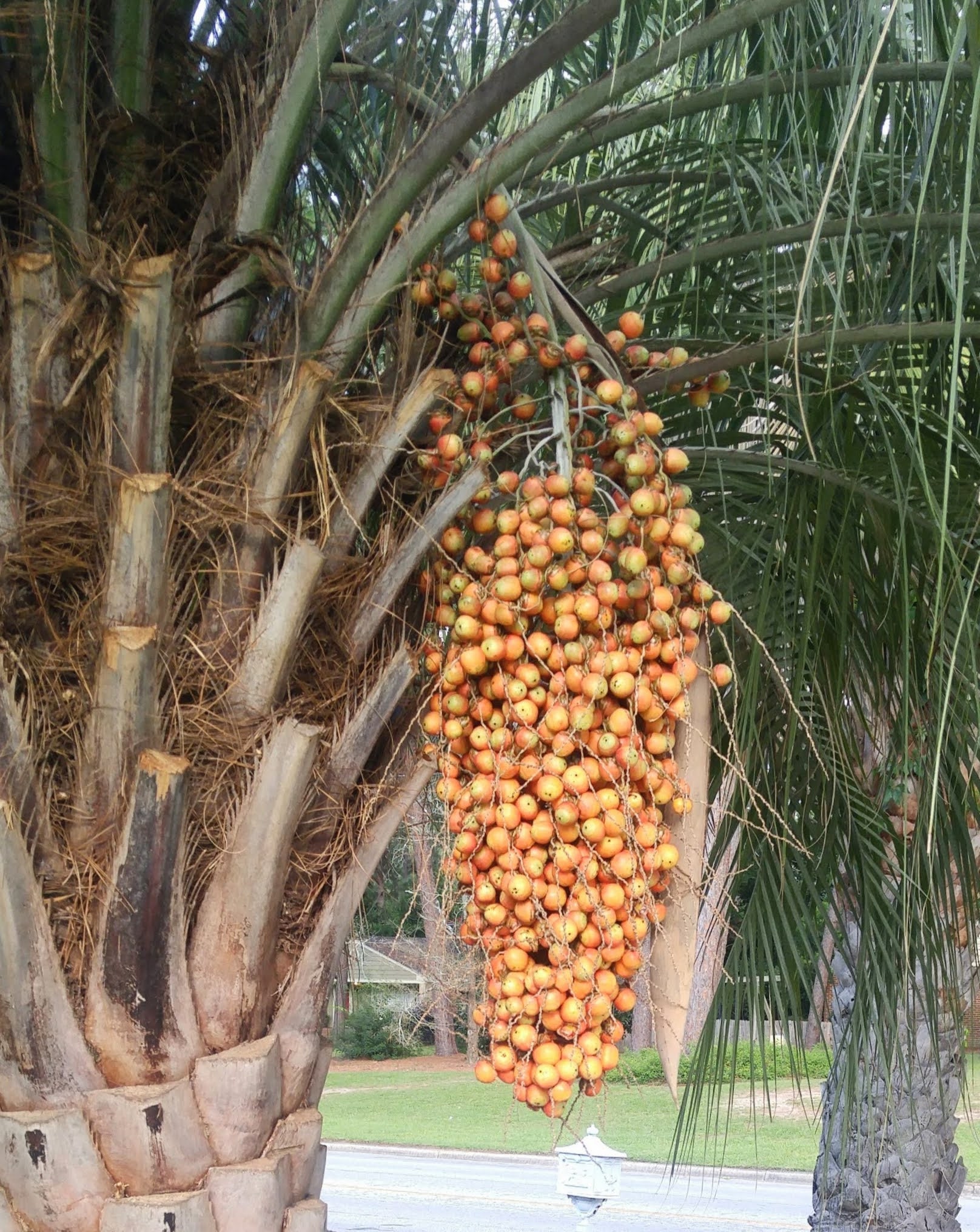30 Seeds Jelly Pindo Palm Date Tree (butia Capitata) 3 Sweet Delicious ...