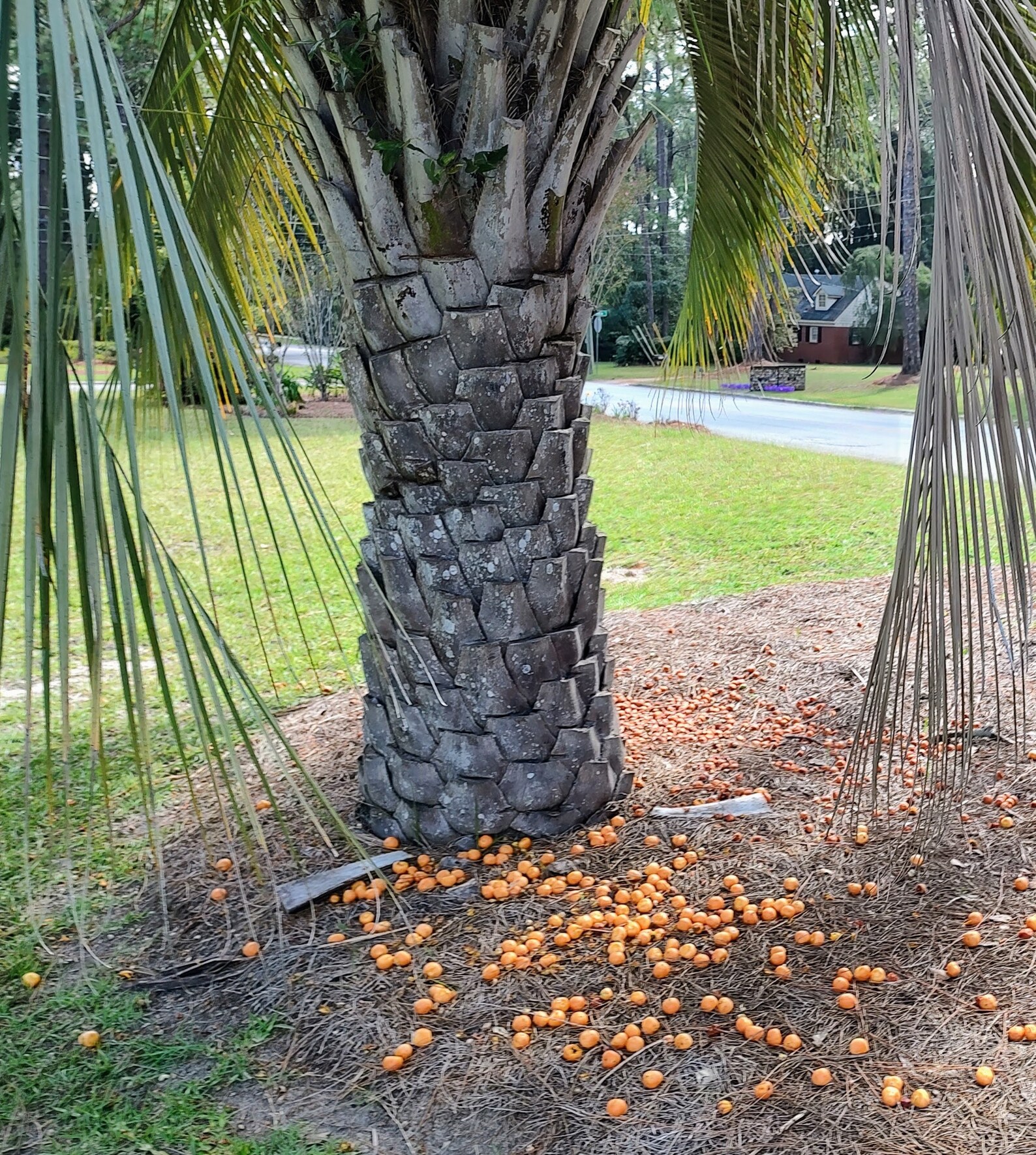 30 Seeds Jelly Pindo Palm Date Tree (butia Capitata) 3 Sweet Delicious ...