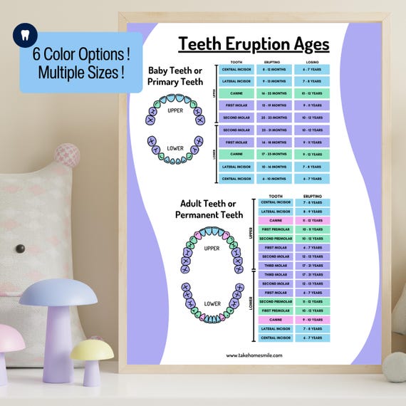 Dental Tooth Chart Tooth Chart Stock Illustrations – 2,021 Tooth