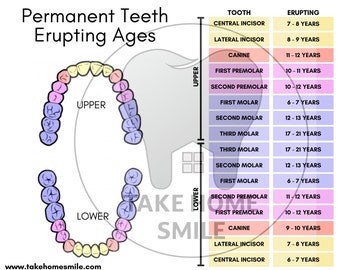Adult Teeth Chart - Etsy Australia