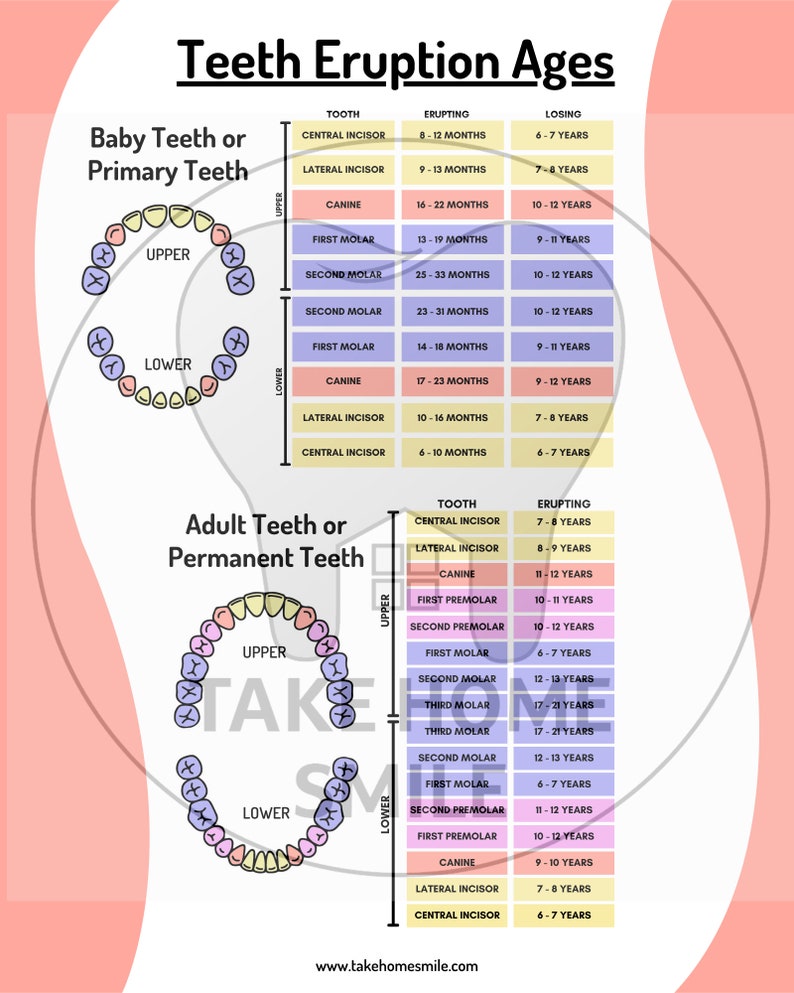 6 Colors Dental Art Teeth Eruption Ages Poster Dental Office Decor ...