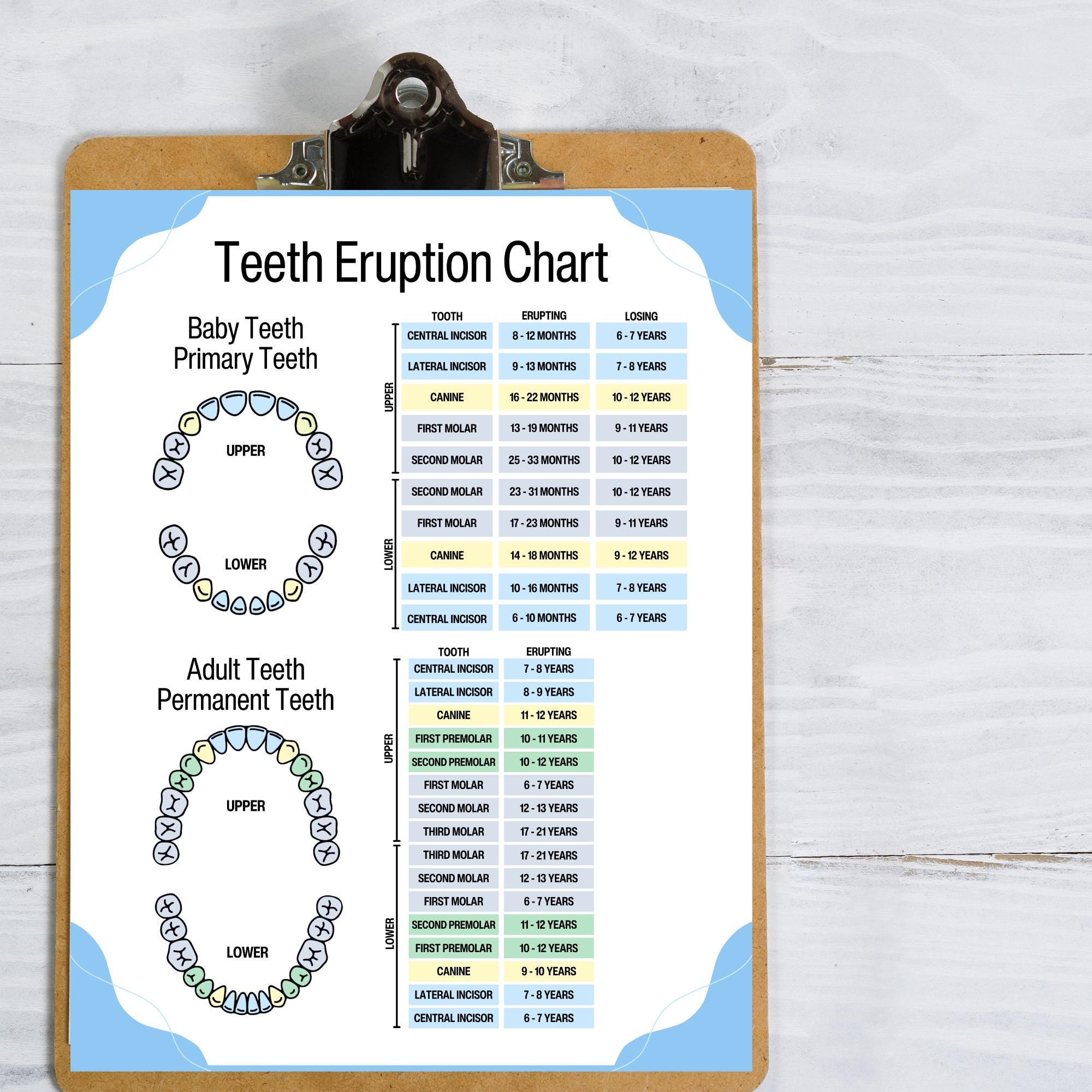 Dental Digital Download Dental Art Printable Tooth Chart Dentist Gift ...