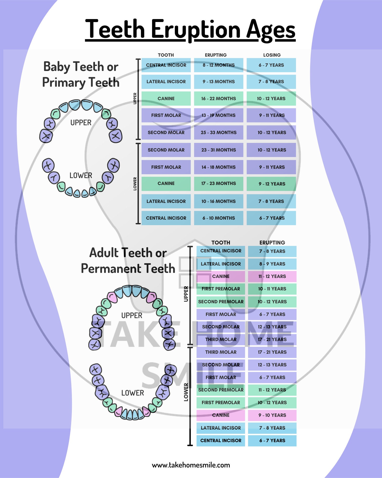 6 Colors Dental Art Teeth Eruption Ages Poster Dental Office Decor ...