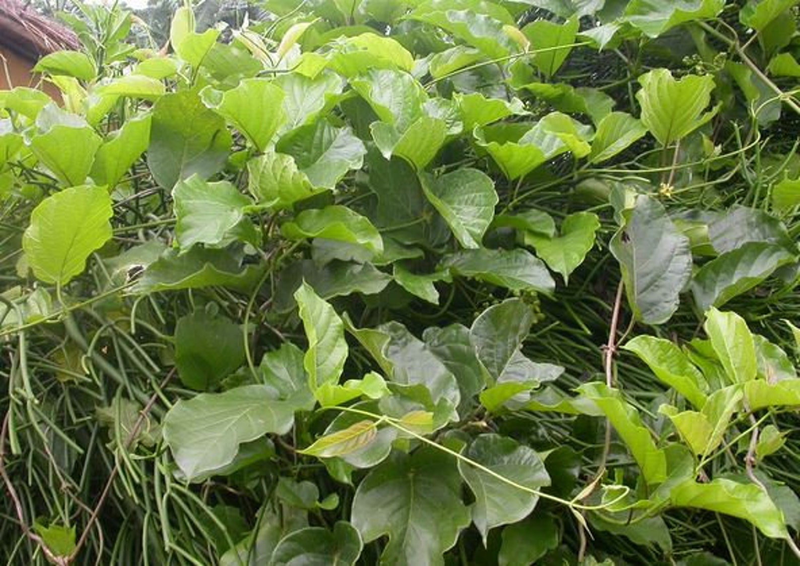 Mondia Whitei, White Ginger Powder, Pure Organic Root Bark Powder ...