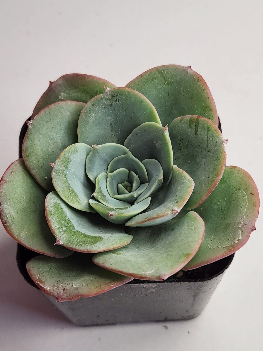Echeveria Atlantis Succulent - Etsy