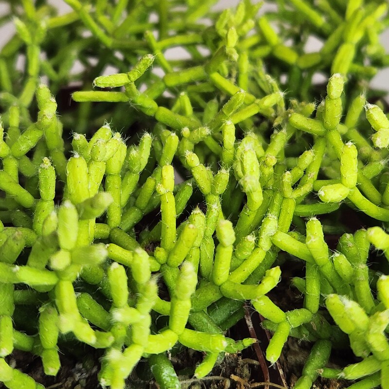 Cactus Leaves - Etsy