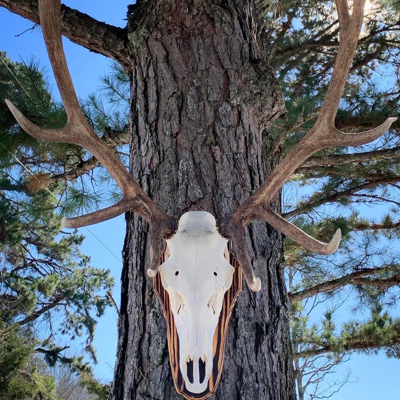 Elk Mount - Etsy