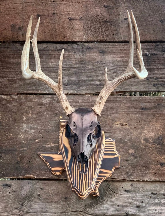 Deer Skull Wall Mount