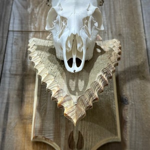 Euro Mount Pedestal (arrowhead)(barnwood) - Etsy