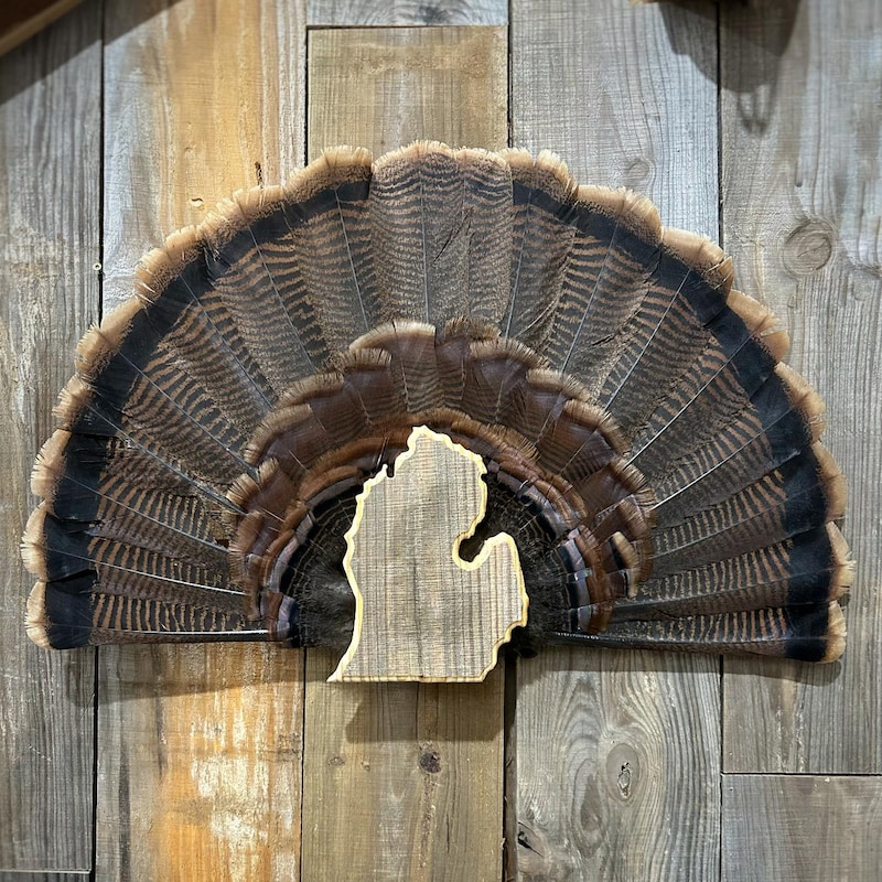 Turkey Fan Mount - Etsy
