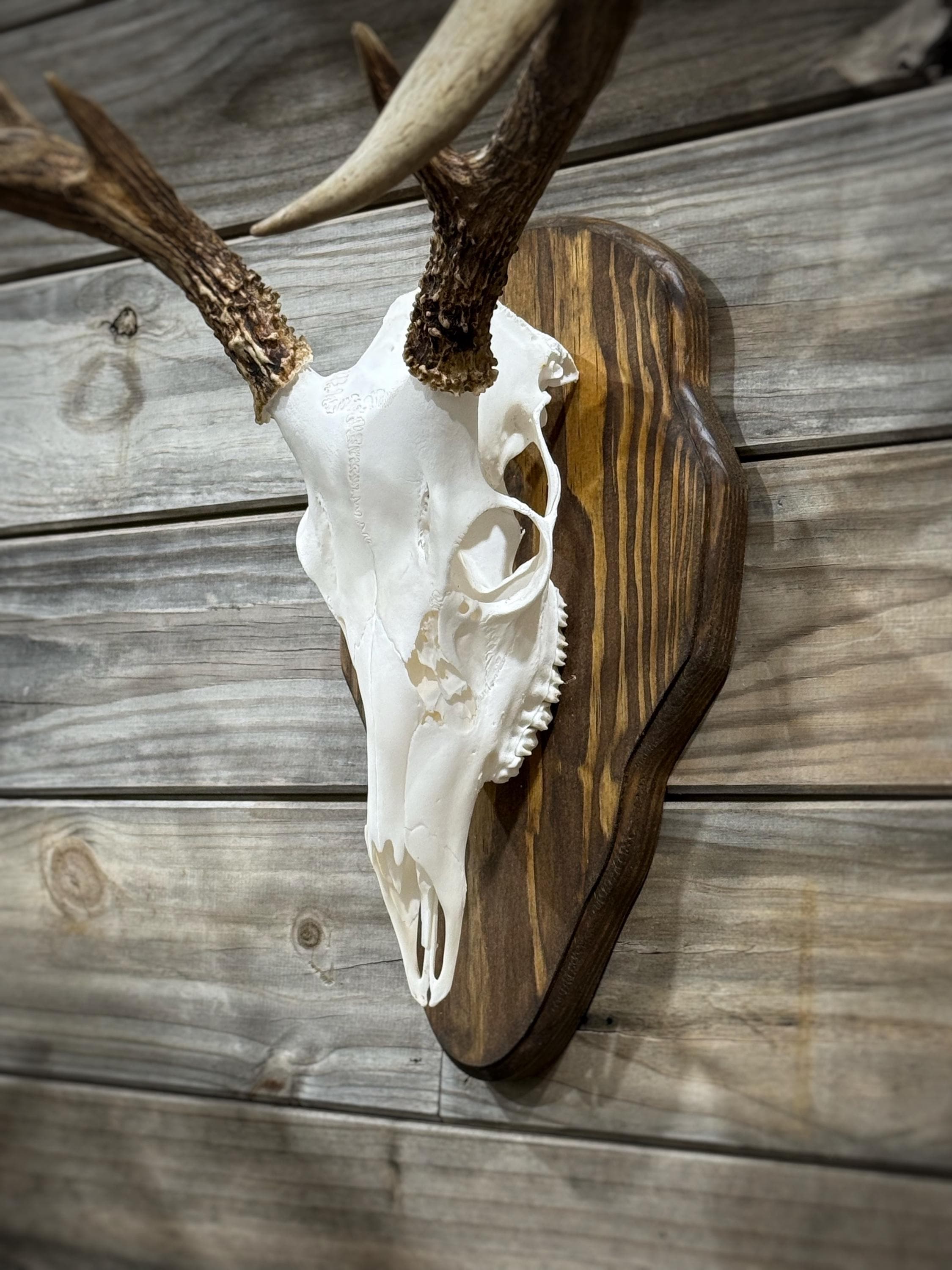 Deer Skull / European Mount Flat Plaque - Etsy