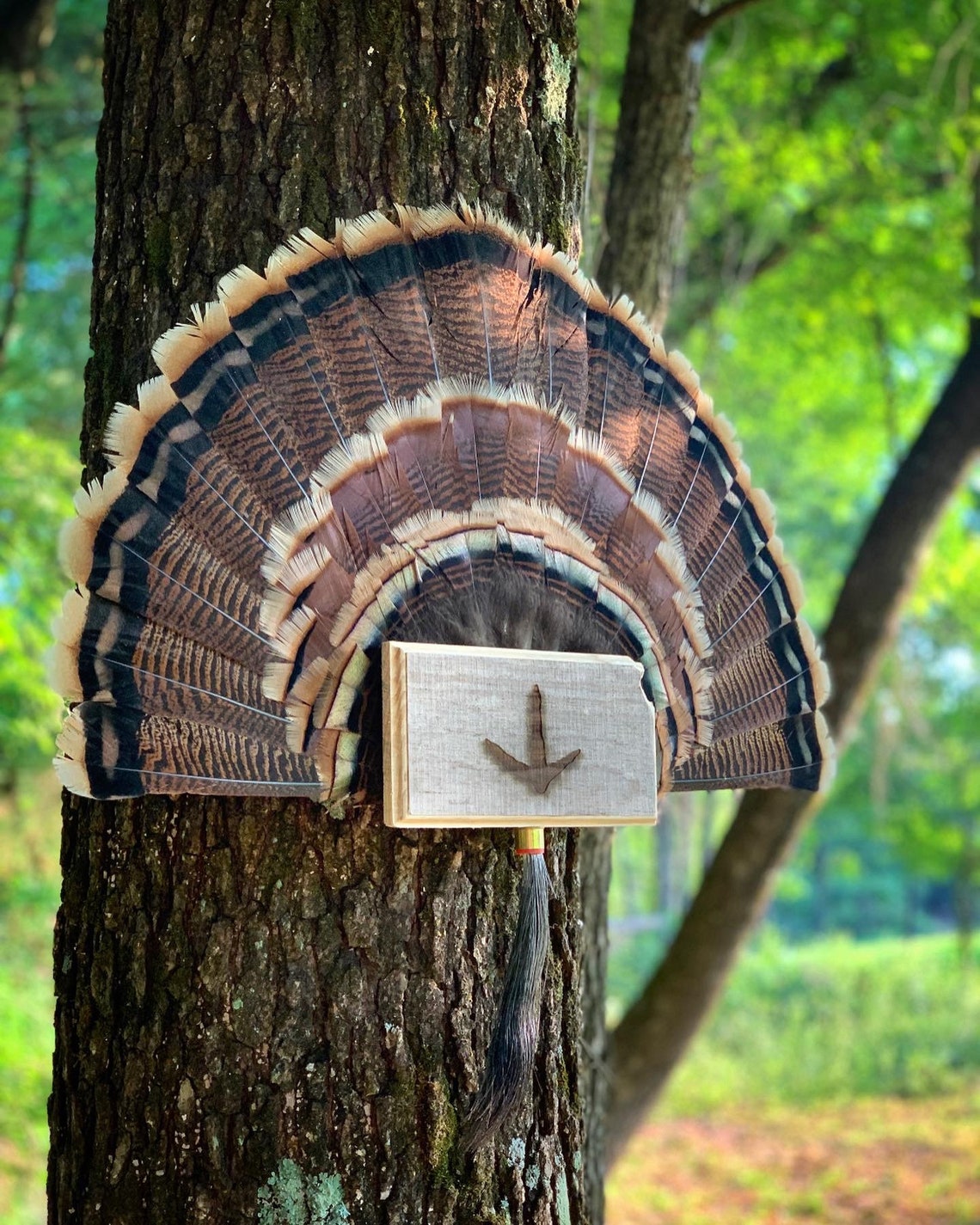 Kansas Turkey Fan Plaque - Etsy
