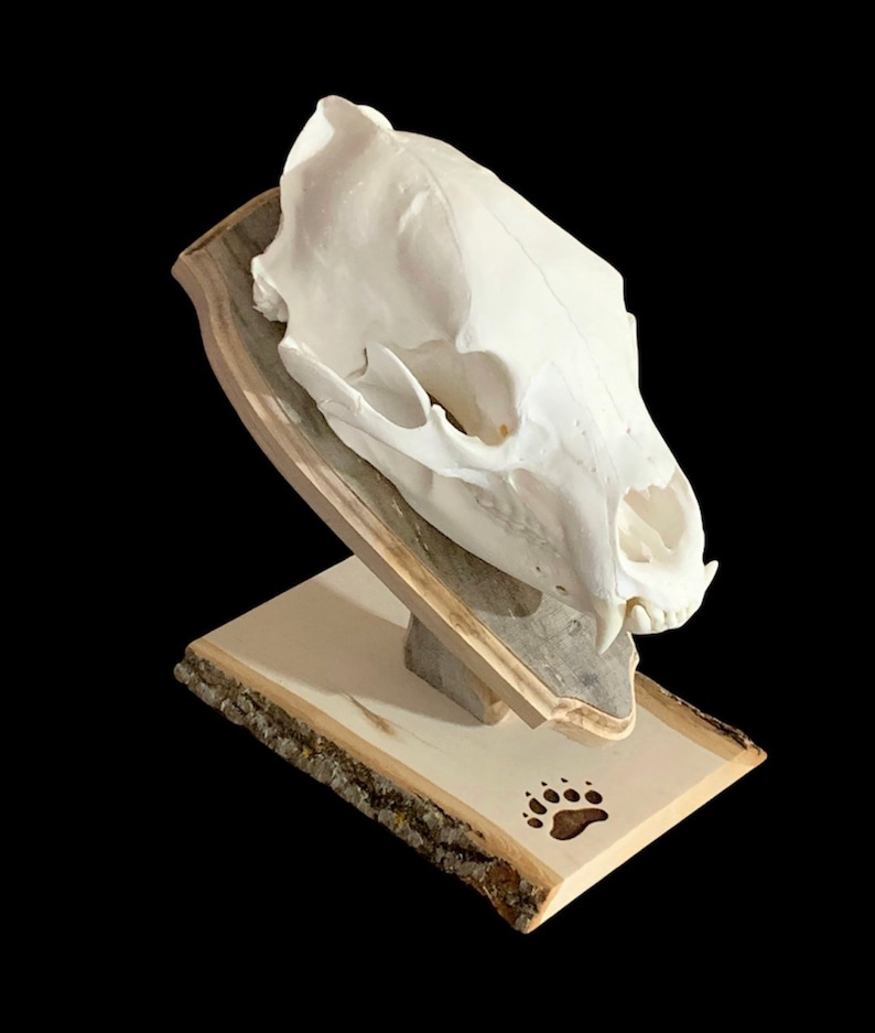 Bear Euro Mount Pedestal - Etsy