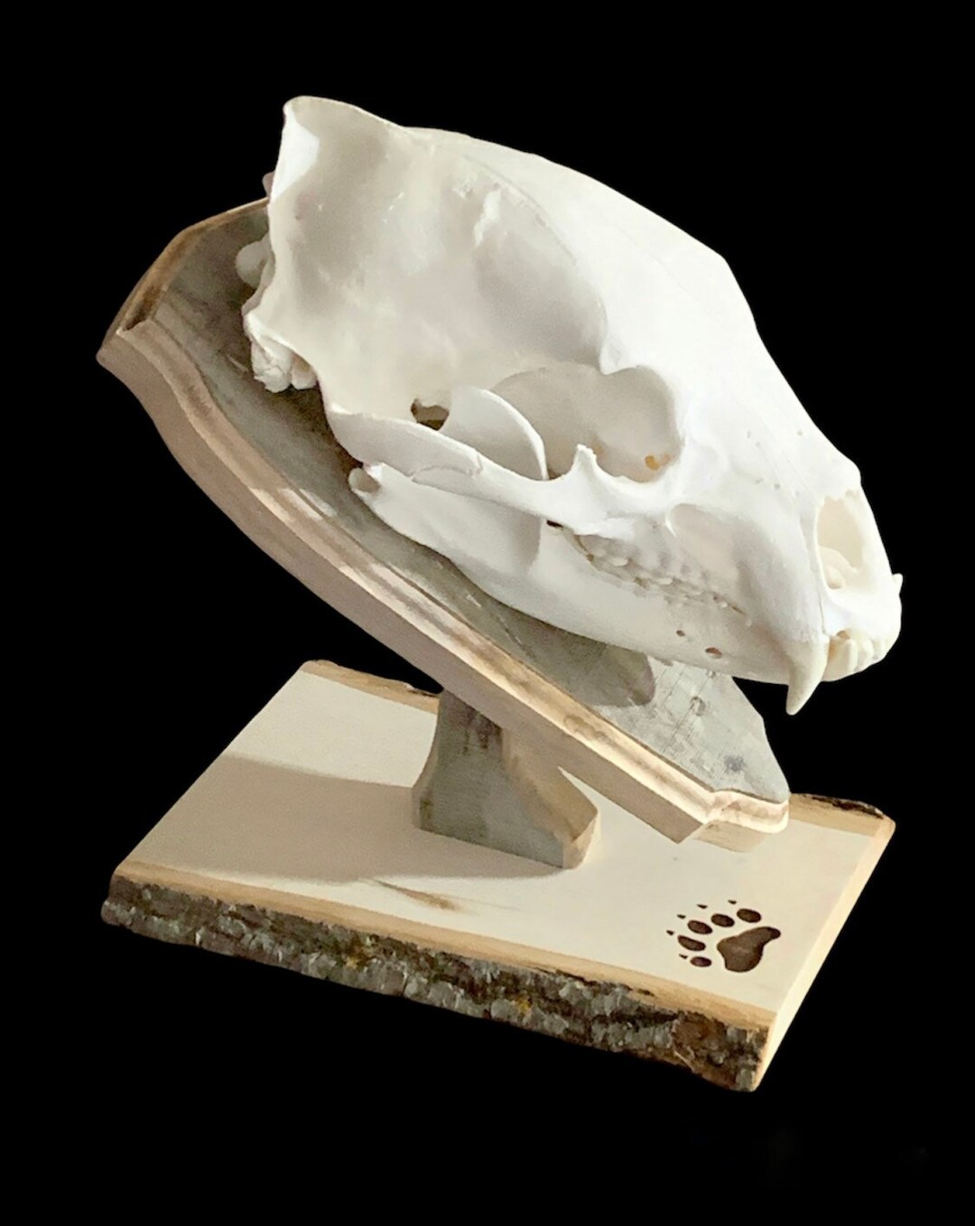 Bear Euro Mount Pedestal - Etsy