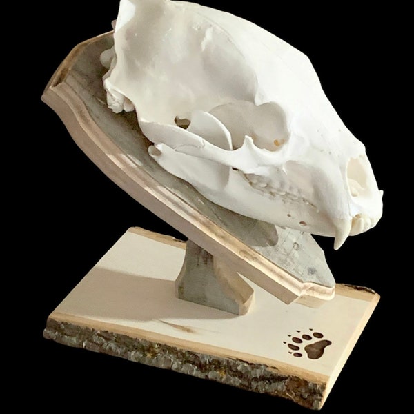 Bear Skull Mount - Etsy