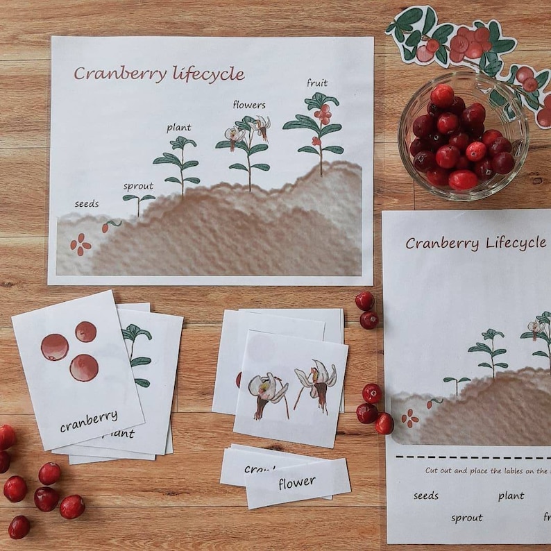 Cranberry Unit Study - Etsy