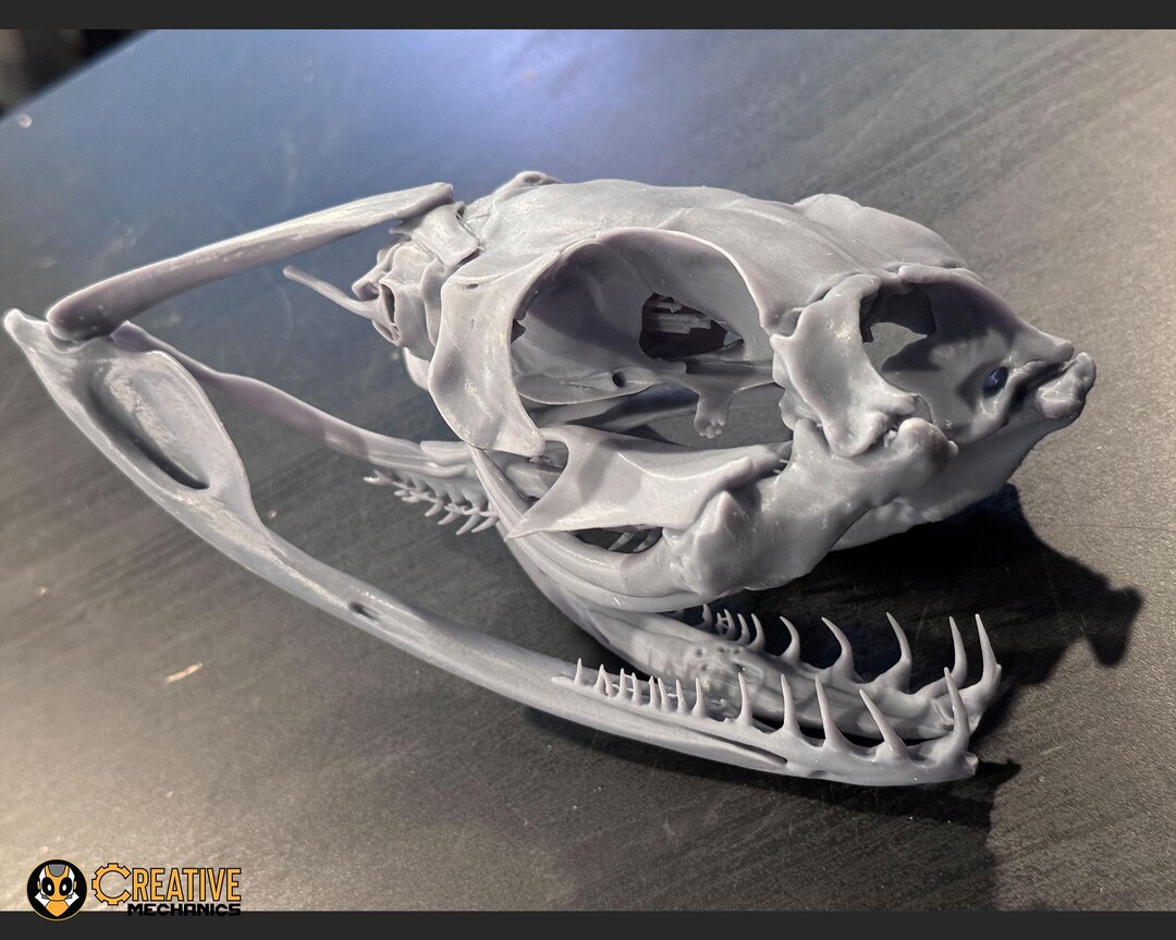 Gaboon Viper Snake Skull 3D Resin Printed Wildlife Display and Research ...