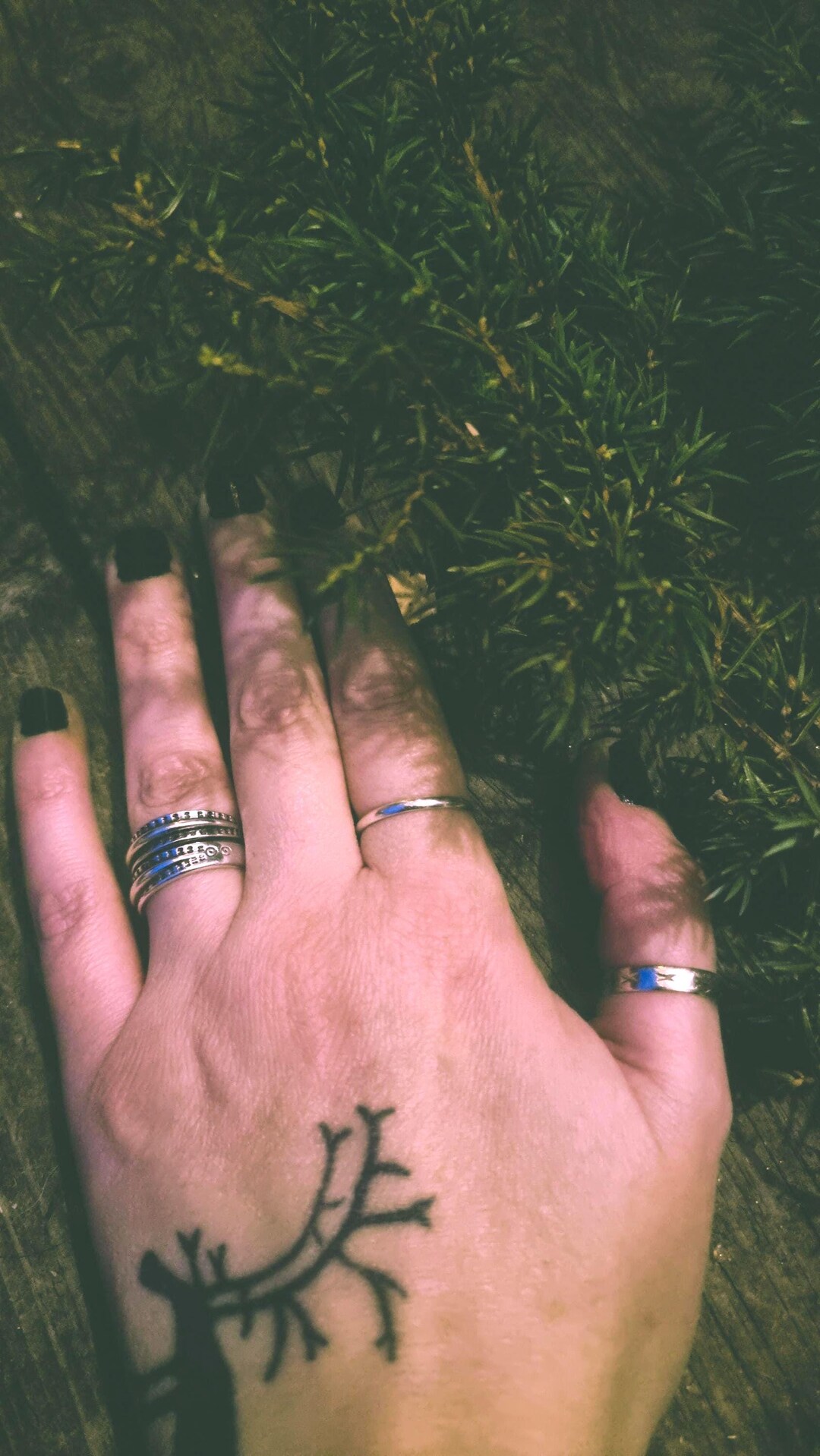 Juniper From VIKING BURIAL MOUND for Norse and Sami Witchcraft Purposes ...