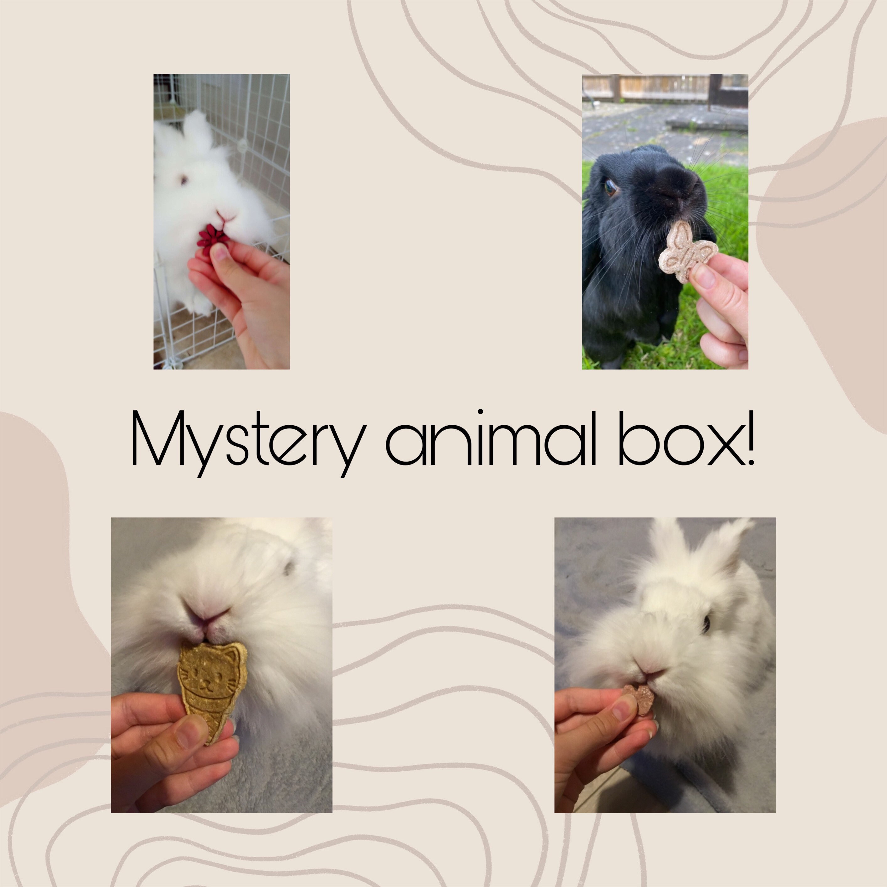 Mystery Animal Fun Box•mystery Pet Box for Rabbits,guinea Pigs, Dogs ...