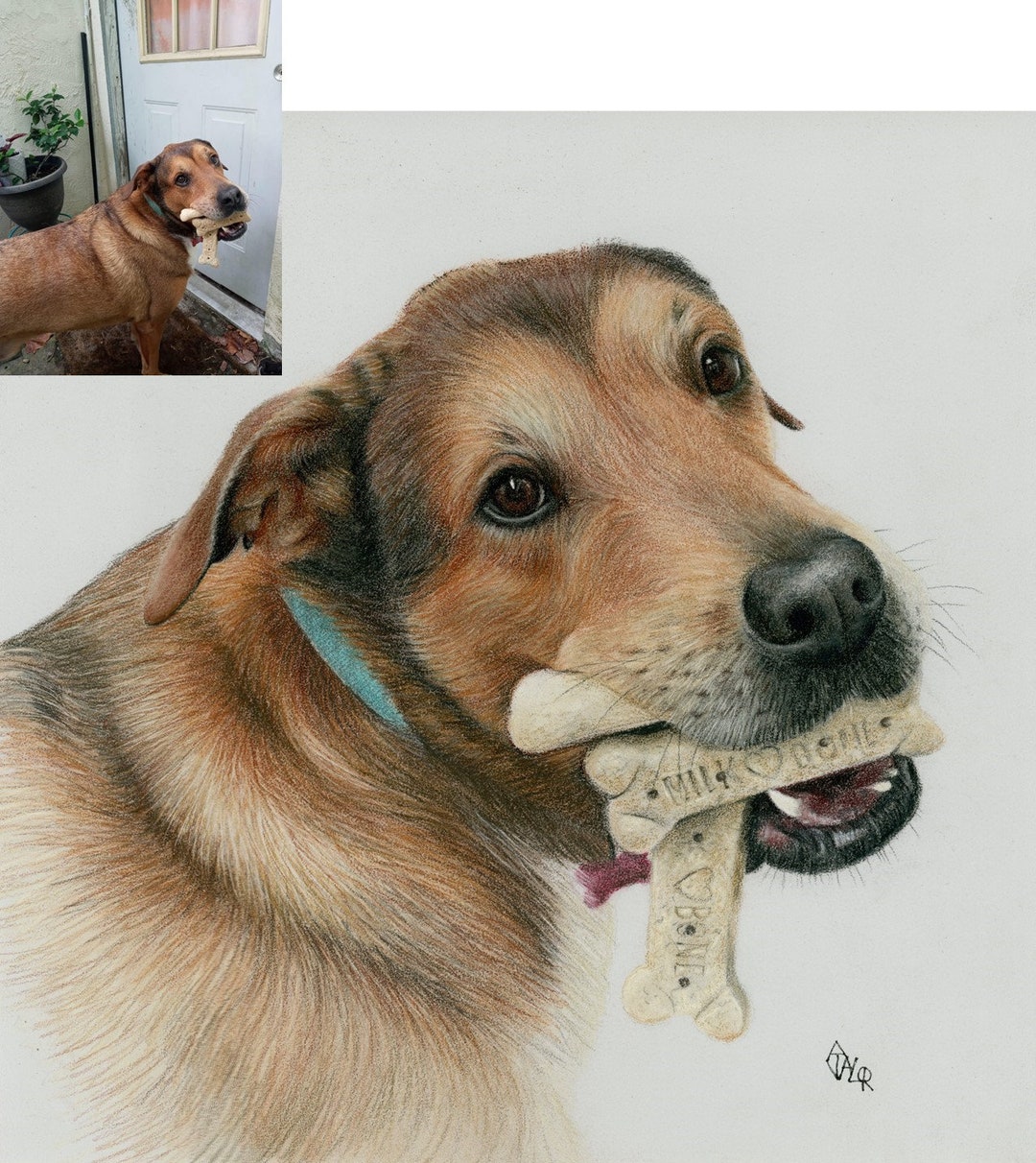 Custom Hand Drawn Pet Portrait. Colored Pencil. - Etsy