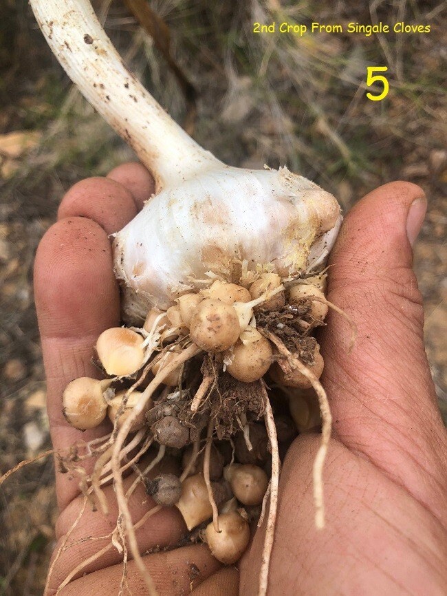 Elephant Garlic Seeds/corms Naturally Grown 10 Seeds/with Easy - Etsy ...
