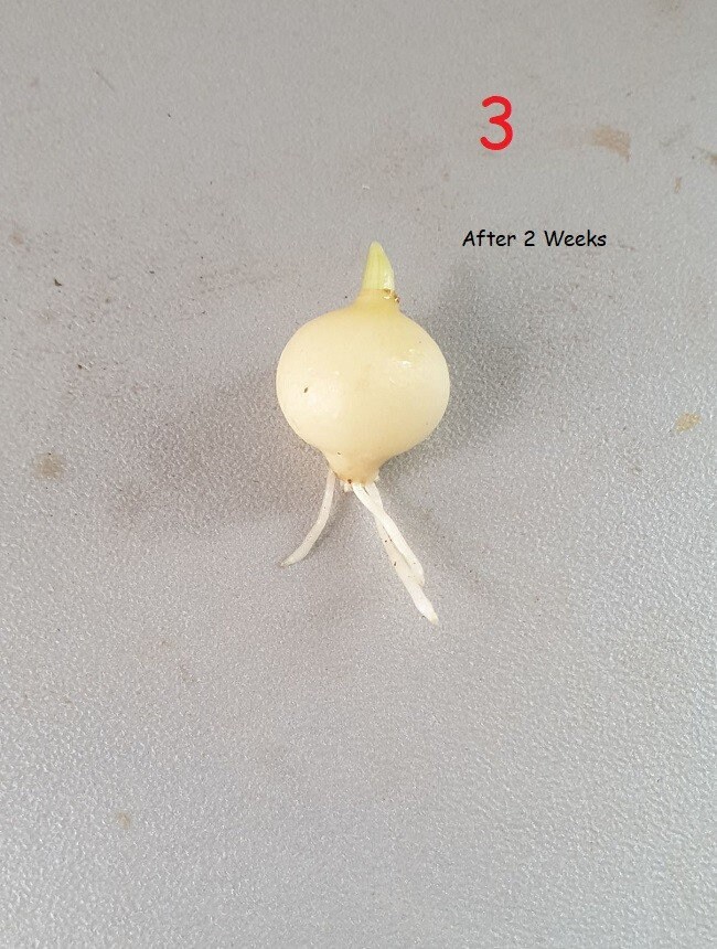 Elephant Garlic Seeds/corms Naturally Grown 10 Seeds/with Easy Growing ...