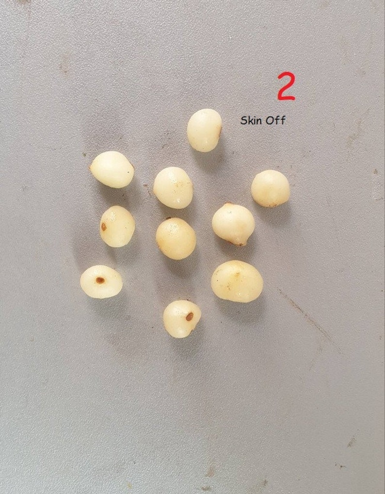 Elephant Garlic Seeds/corms Naturally Grown 10 Seeds/with Easy Growing ...