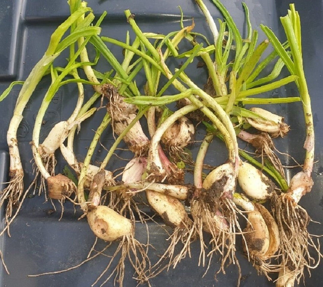 30 Field Grown Full Rooted German Giant Garlic UK Hardy Fresh for New ...