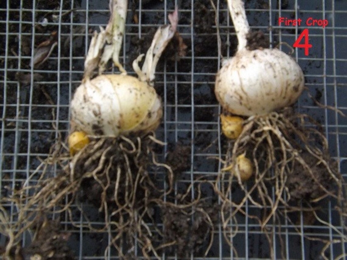 Elephant Garlic Seeds/corms Naturally Grown 10 Seeds/with Easy Growing ...