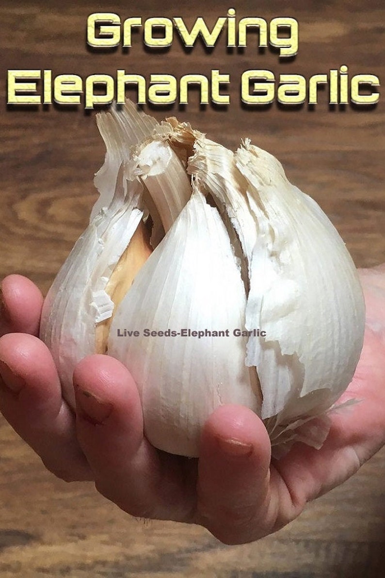 Elephant Garlic Seeds/corms Naturally Grown 10 Seeds/with Easy Growing ...