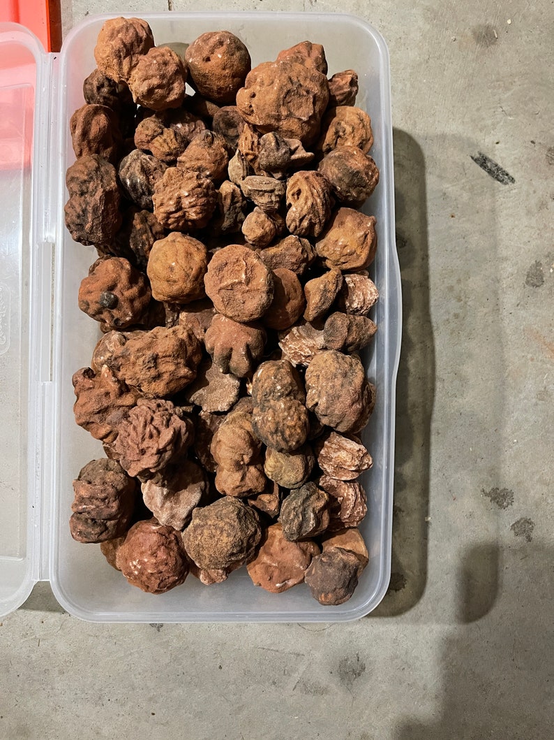 Oklahoma Rose Rocks Small (pack of 5) - Etsy