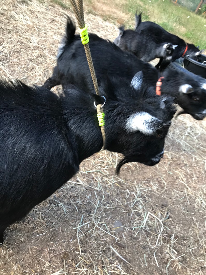 Choker Leads, Show Leads, Goats - Etsy