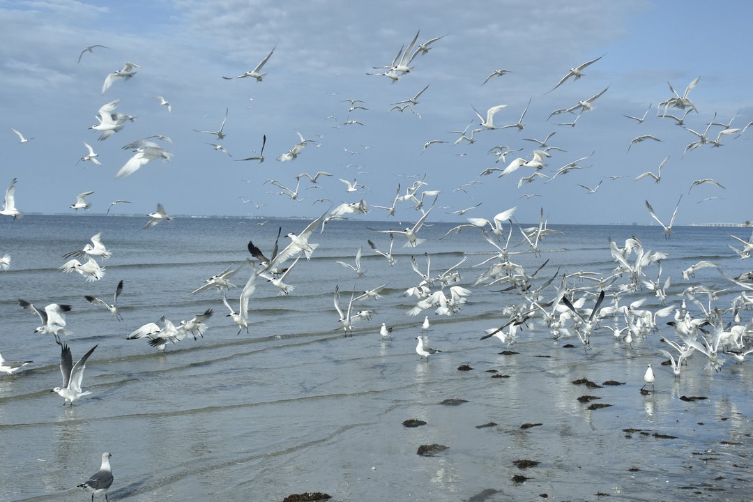 Sea Gulls on Glass - Etsy