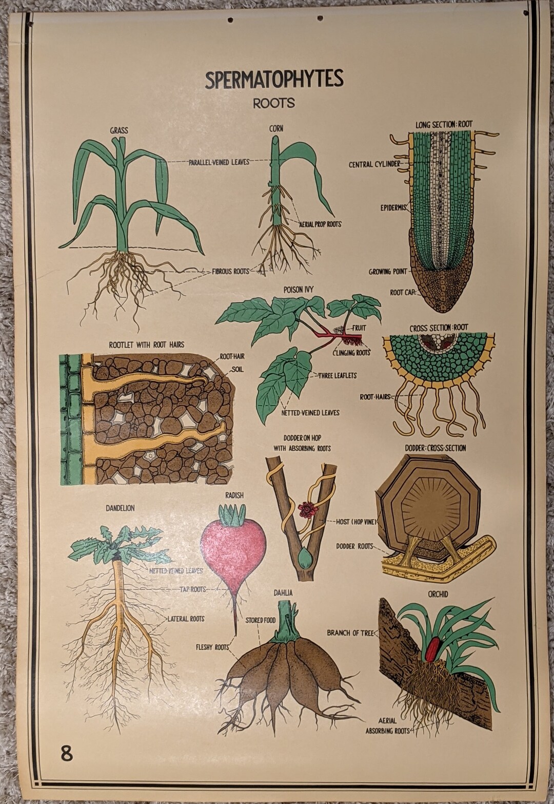 Vintage Botanical Poster 1939 Smallwood Botanical Chart 8 - Etsy