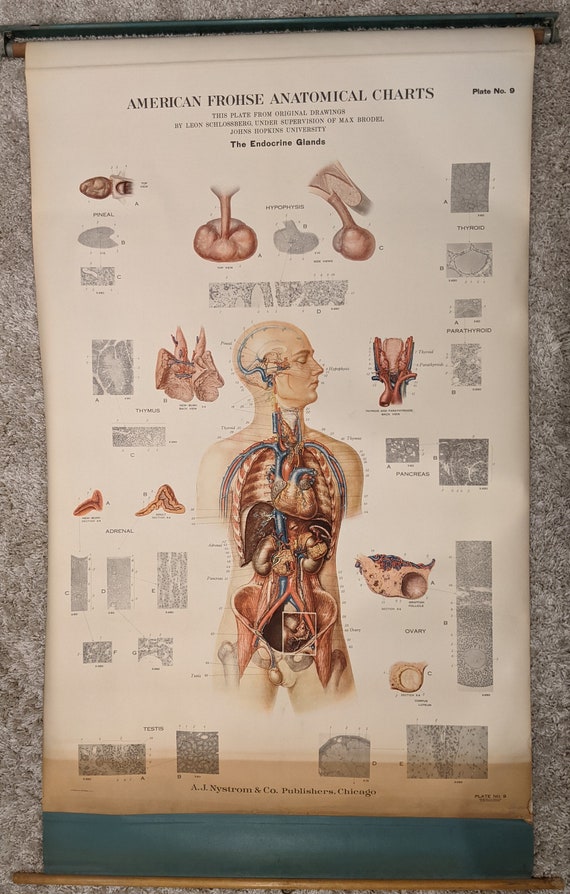 Endocrine System Wall Chart