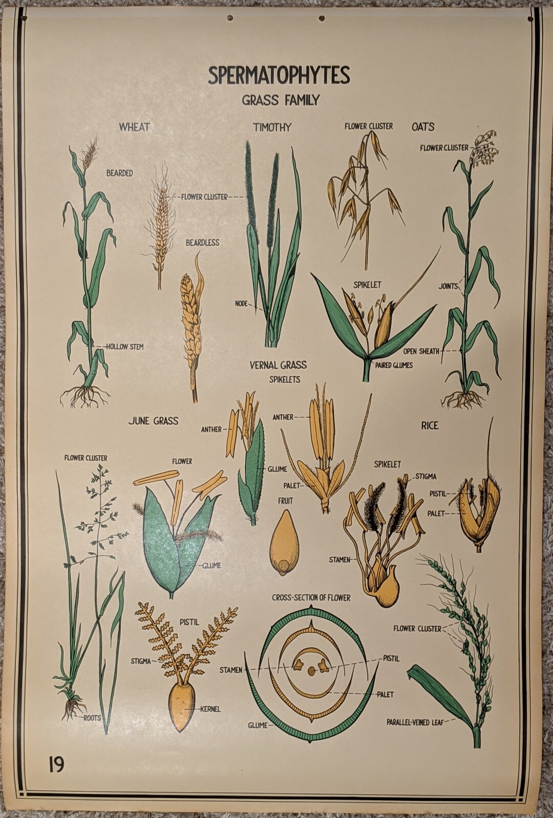 Vintage Botanical Poster 1939 Smallwood Botanical Chart 19 - Etsy