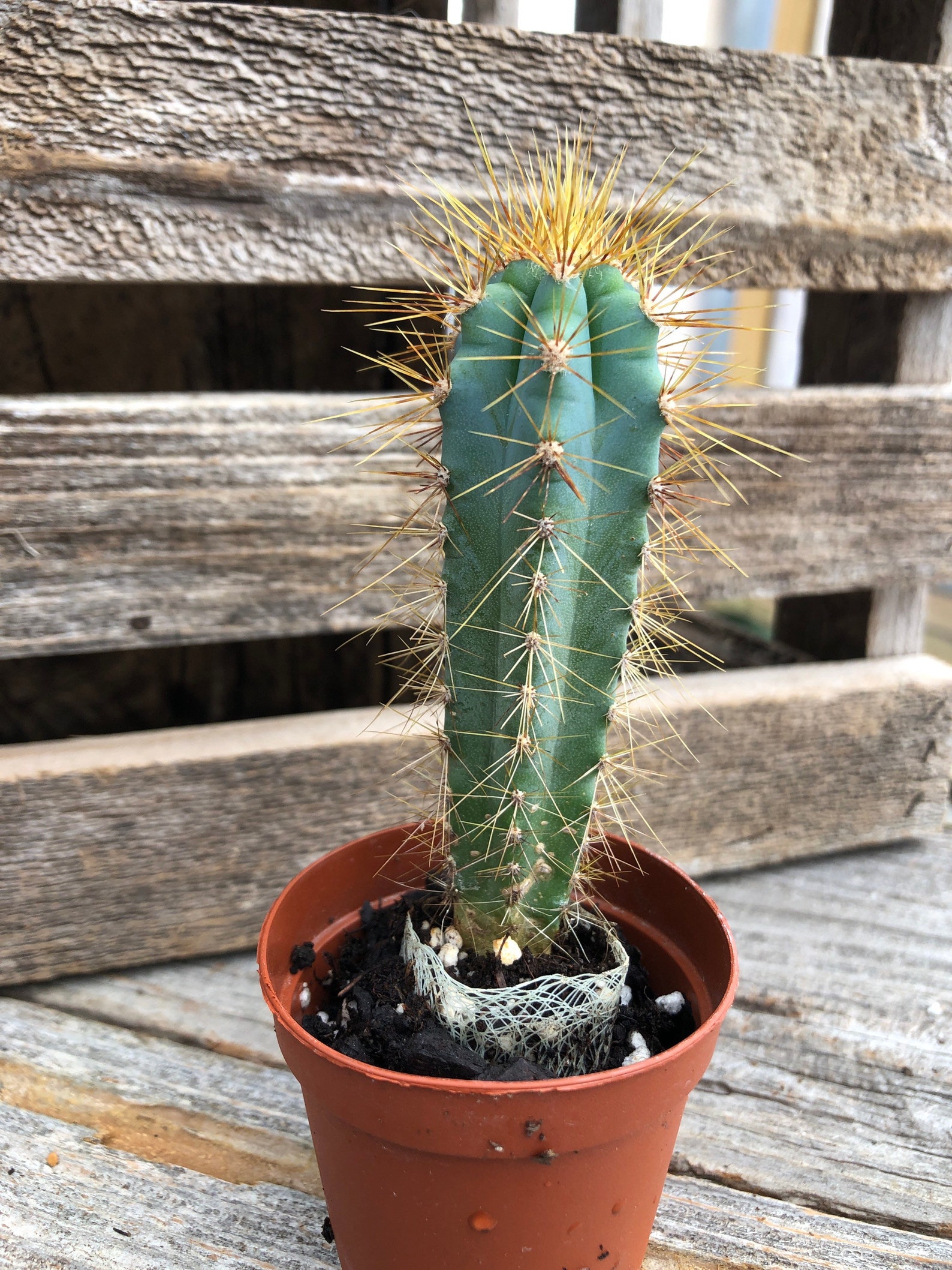 Blue Torch Cactus Pilosocereus azurus 2 inch | Etsy