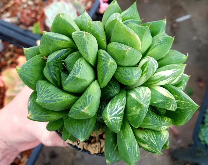 Haworthia Cuspidata F. Variegata 'star Window' Succulent in Pot - Etsy