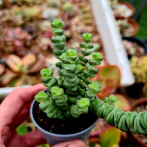 Crassula Jade Necklace : Easy-care Succulent Houseplant in Pot - Live ...