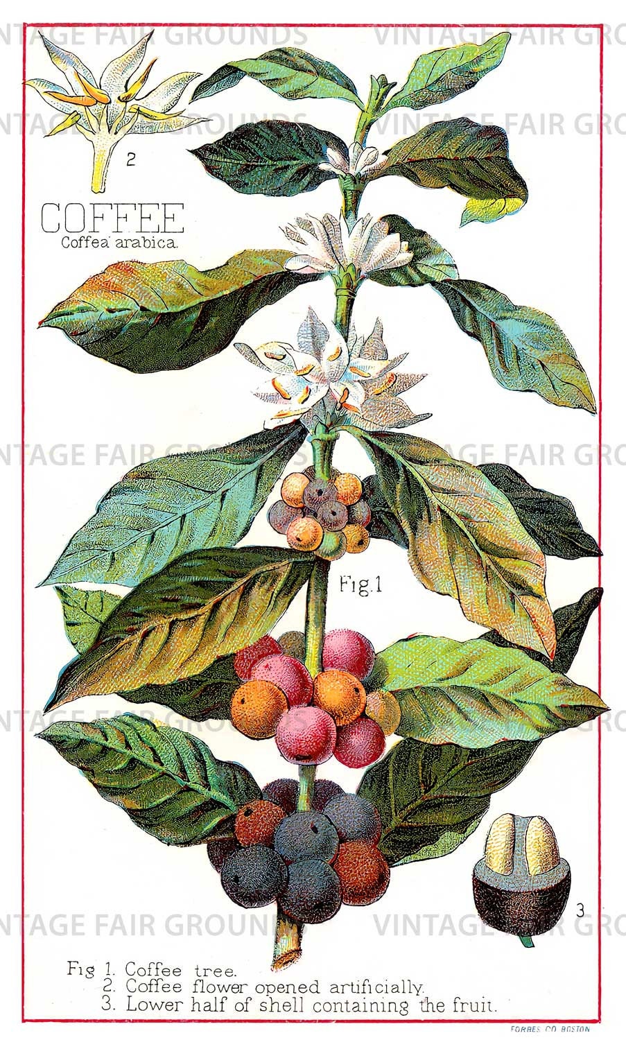 Vintage Coffee Plant Art (high Resolution Downloadable Image | Large ...