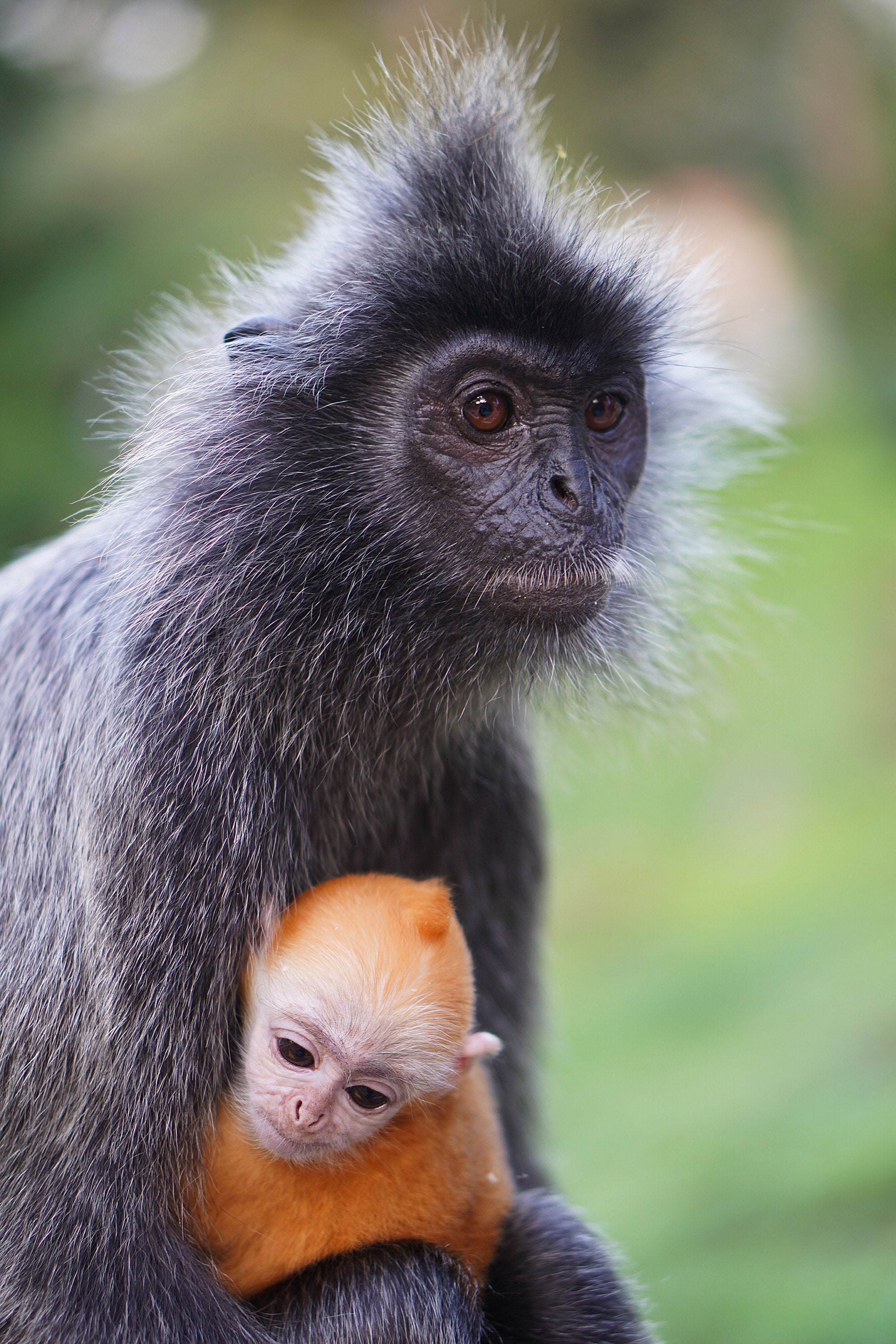 Silverleaf Monkey With Baby, Malaysia - Etsy