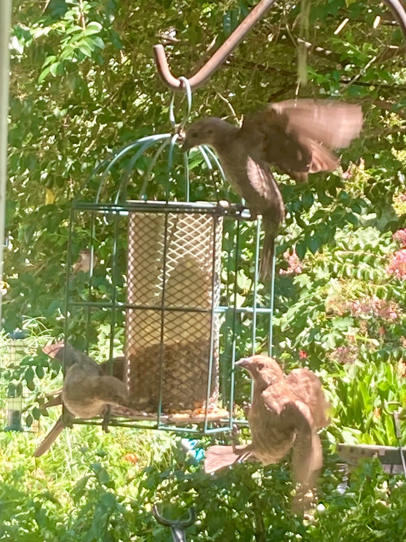 Community Meeting | 7x10” Pastel Drawing on Paper - Etsy
