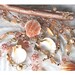 Rose Gold Shell Wall Hanging - Etsy