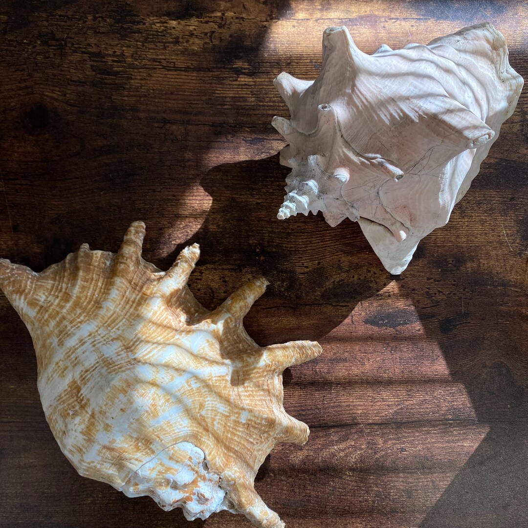 Large Conch Shells, Pink, Spider - Etsy