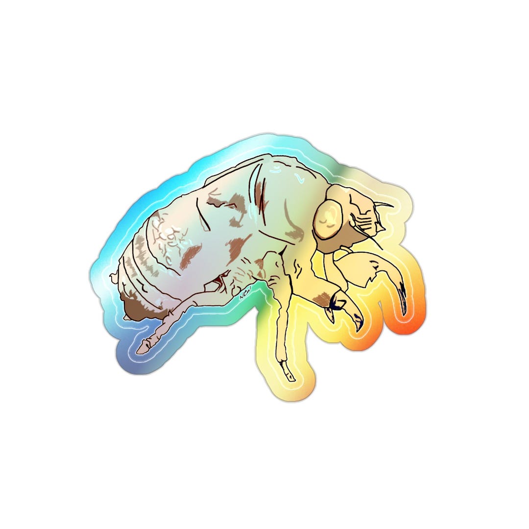 Holographic Cicada Shell Sticker - Etsy