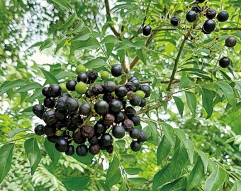 Curry Tree Plant - Etsy