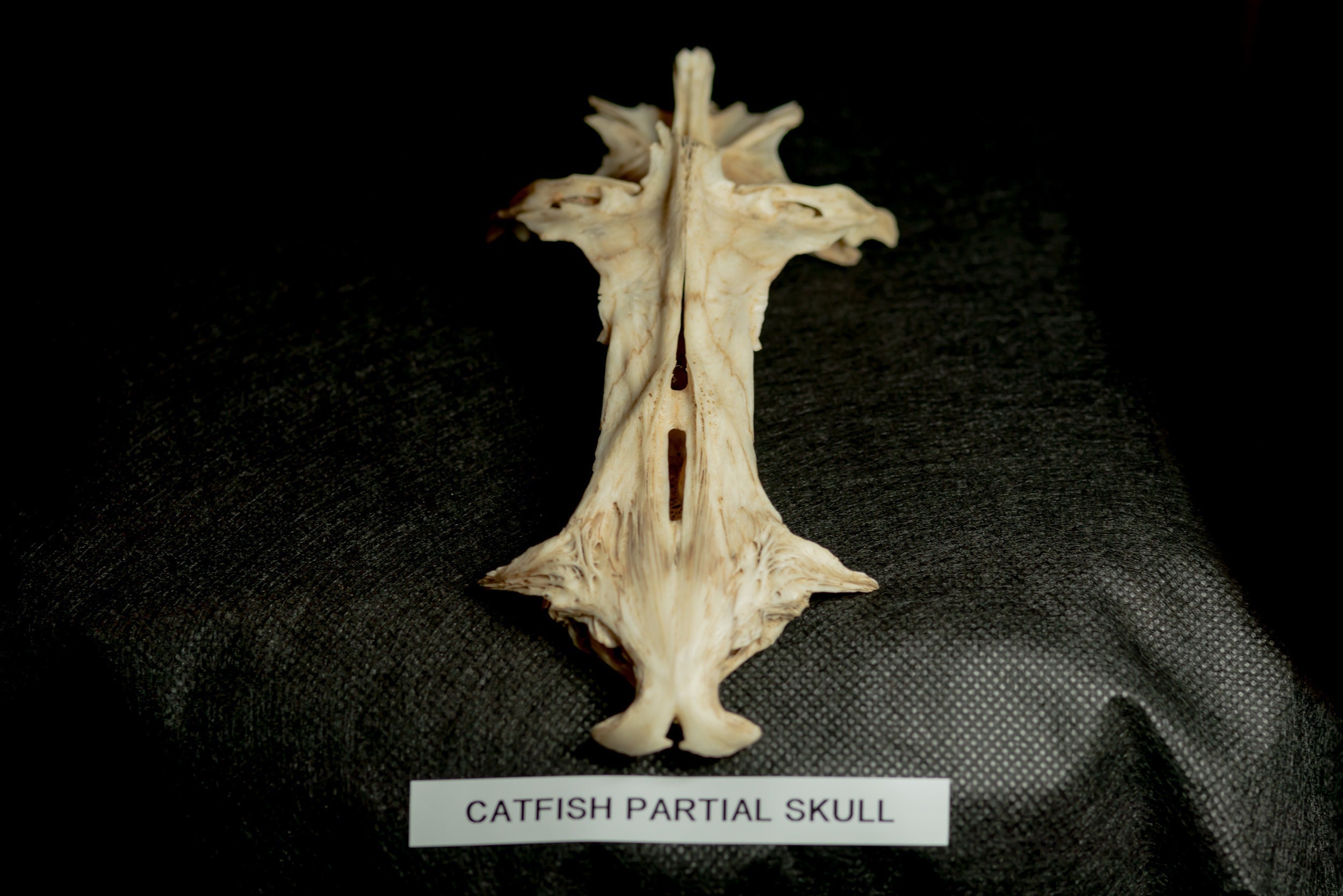 Hardhead Catfish Skull