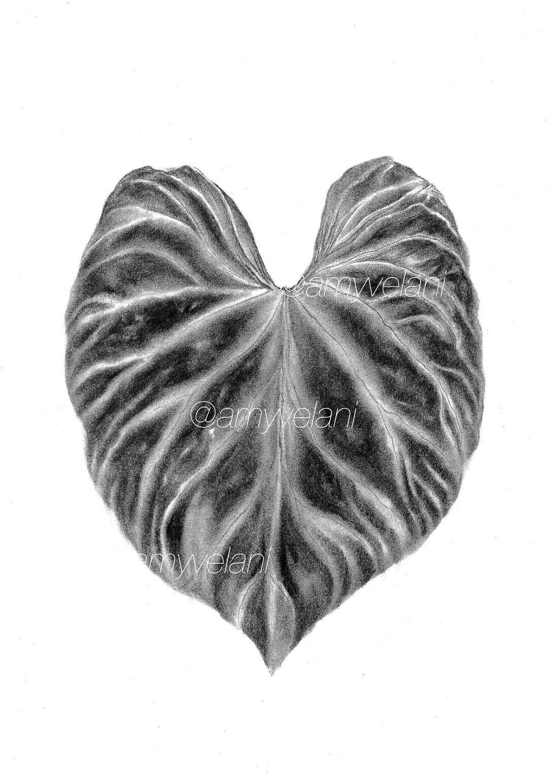 Philodendron Verrucosum Drawing Print - Etsy